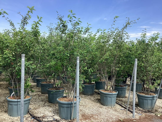 Amelanchier Multi-Stem Trees | Amelanchier Lamarckii – Tree Heritage
