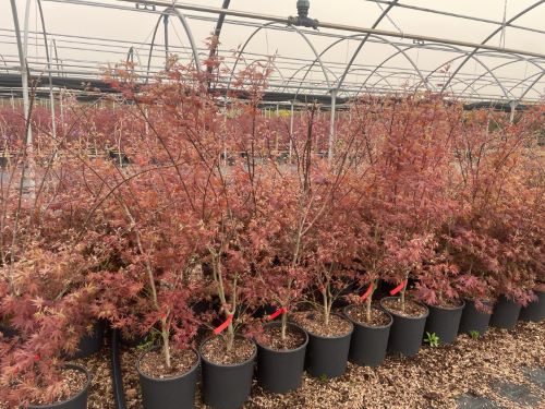 Japanese Maple Multi-Stem Trees | Acer Palmatum Atropurpureum – Tree ...