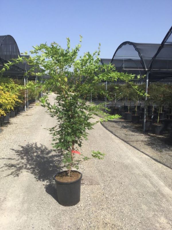 Buy Japanese Maple Multi-Stem Trees | Acer Palmatum Sango Kaku – Tree ...