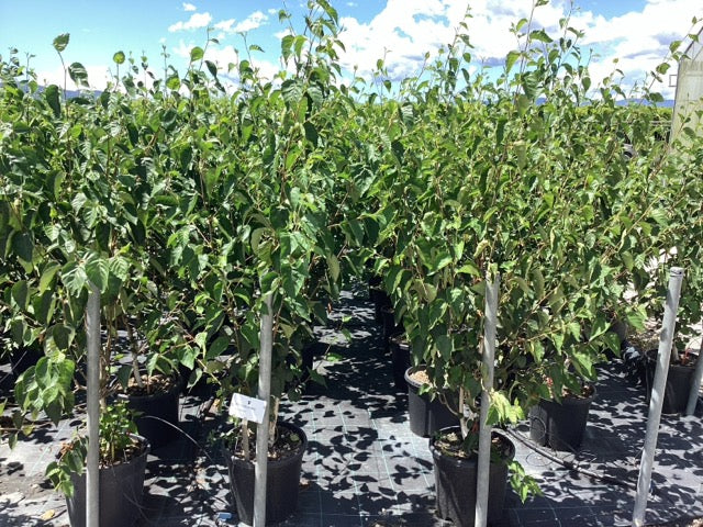 Himalayan Birch Multi-Stem Trees | Betula Utilis – Tree Heritage Nursery