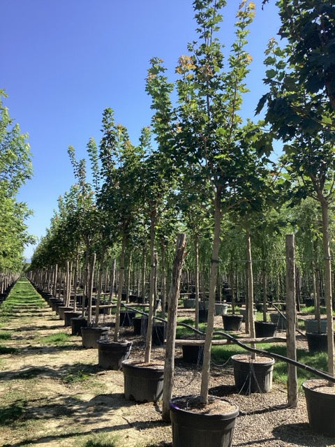 Buy Norway Maple Tree | Acer Platanoides Standard Trees – Tree Heritage ...