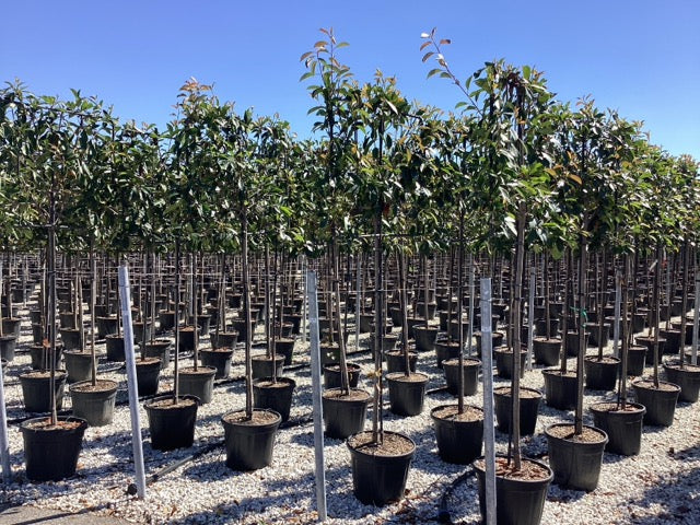 Buy Pleached Red Robin Trees | Photinia Red Robin – Tree Heritage Nursery